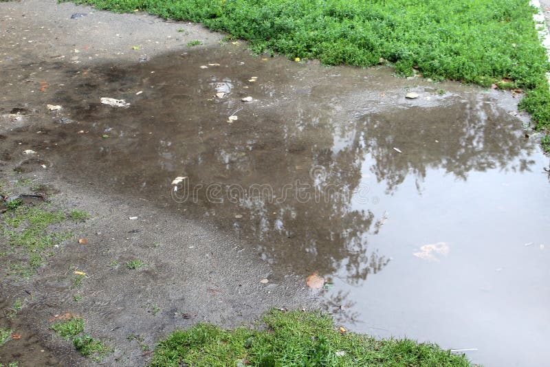 Small Puddle on a Path Next To Grass after Rain Stock Photo - Image of ...