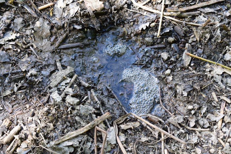 Mofettes in a Small Puddle of Water at a Volcano Lake Stock Image ...