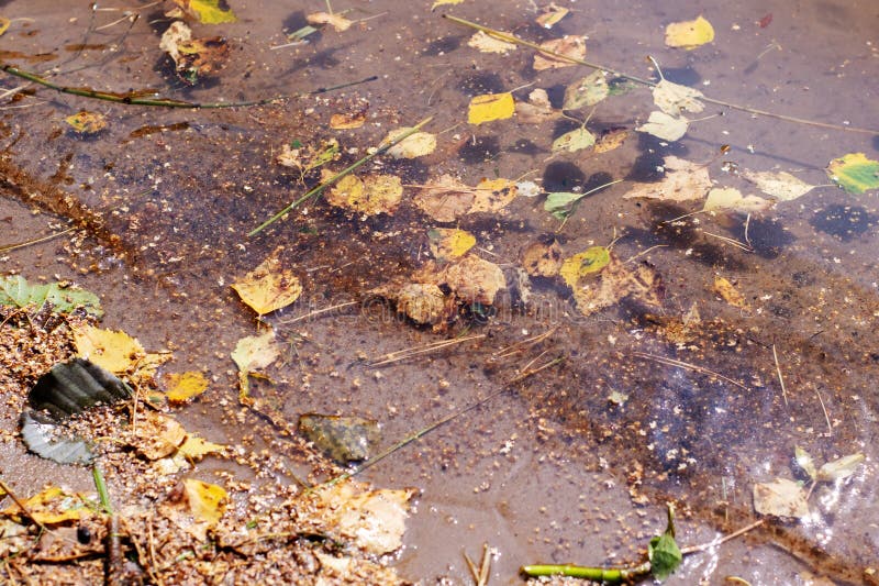 A Small Puddle of Water Has Various Leaves Gently Floating on Top of it ...