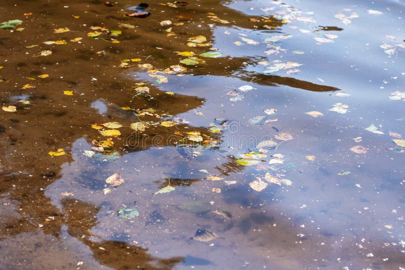 A Small Puddle of Water Has Various Leaves Gently Floating on Top of it ...