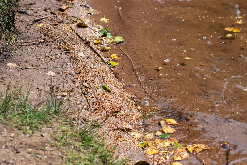 A Small Puddle of Water Has Various Leaves Gently Floating on Top of it ...