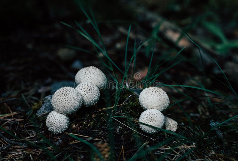 Small Puffball Mushrooms Emerging from the Grass and Tree Branches ...