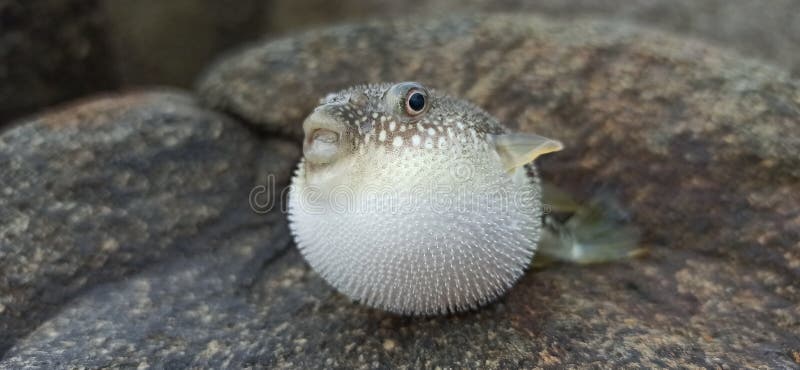 A Small Puffer Fish, All Puffed Up Stock Image - Image of pacific ...