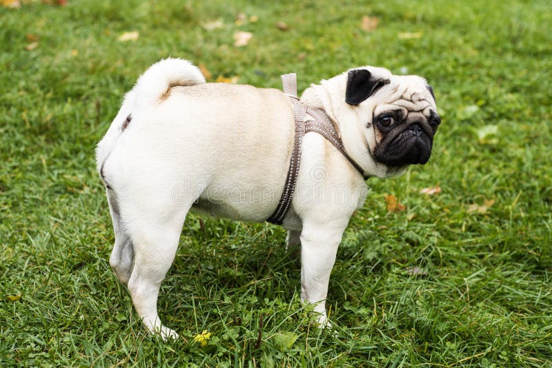 Small pug stock photo. Image of white, nature, green - 60643808