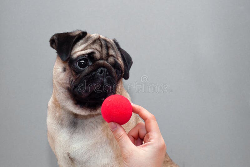 A Small Pug Dog with a Red Clown Nose Stock Image - Image of event ...