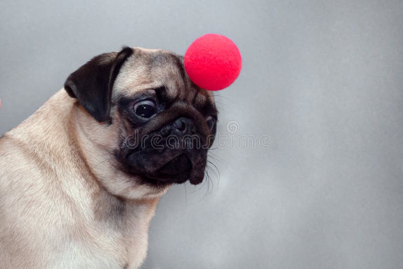 A Small Pug Dog with a Red Clown Nose on Head Stock Photo - Image of ...