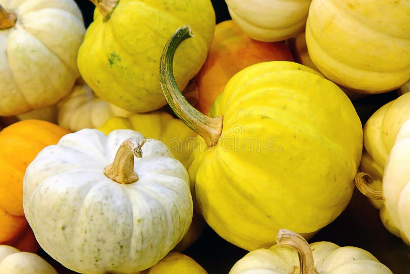 Small pumkin stock image. Image of healthy, organic, natural - 90521879