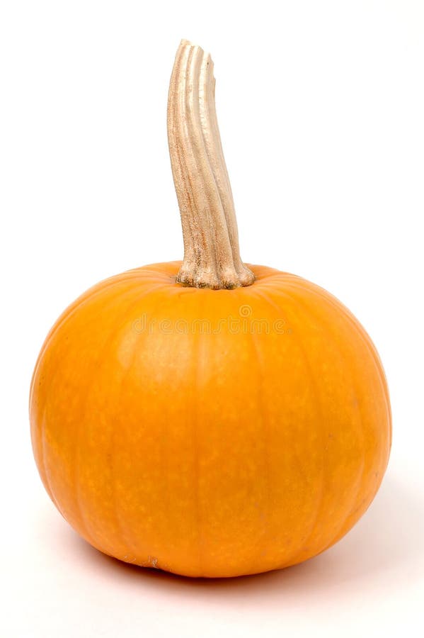 Small Pumpkin stock image. Image of halloween, patch, meal - 1428275