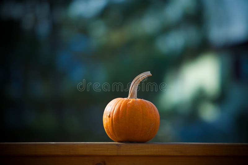 Small Pumpkin Picture. Image: 17583383