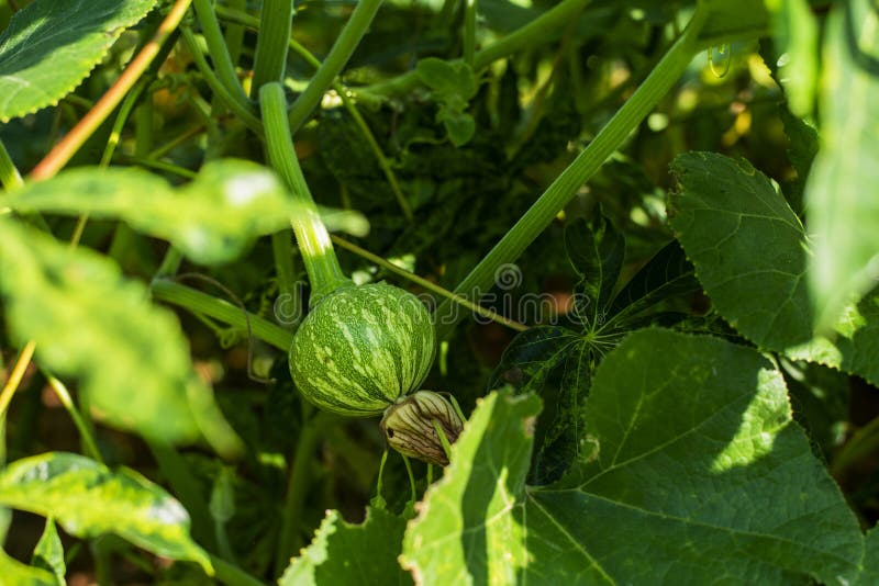 Small Pumpkin is Growing in the Fields of Thai Farmers Stock Photo ...