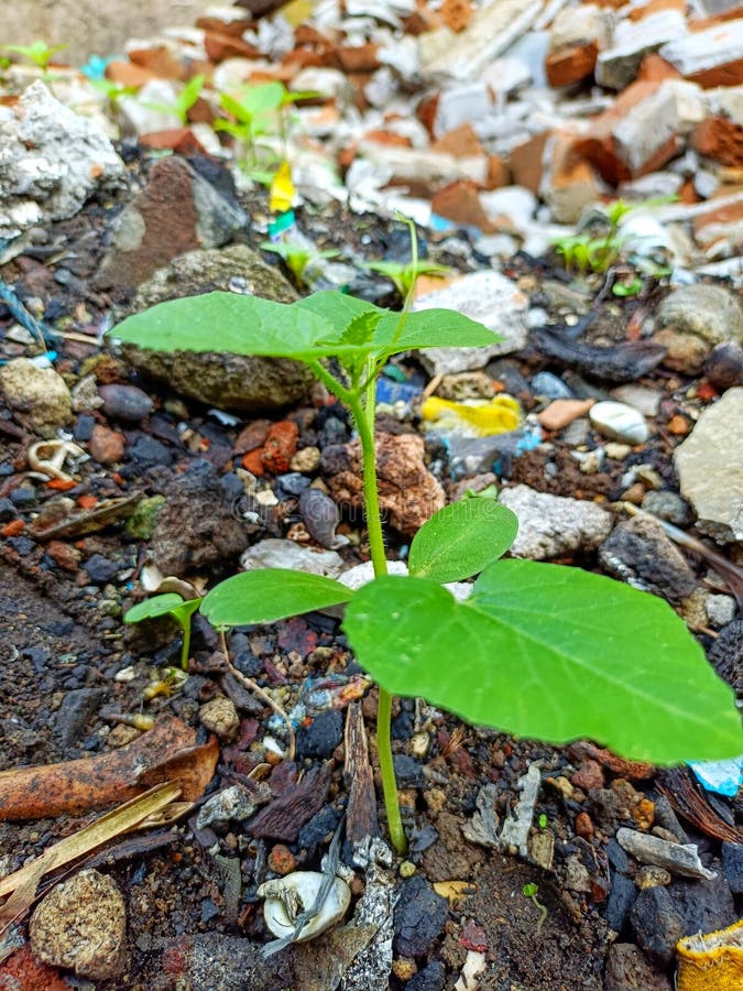 A Small Pumpkin Plant Growing in a Pile of Rubbish Stock Photo - Image ...