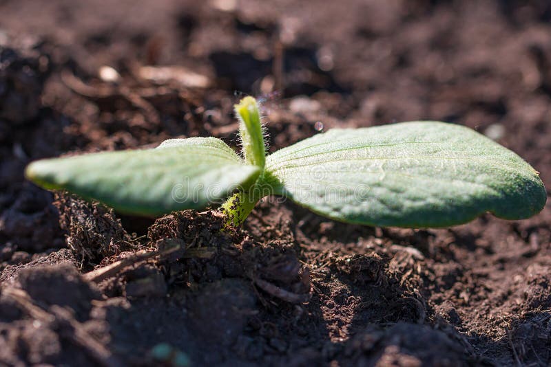 Small Pumpkin Sprout from the Ground Stock Image - Image of seedlings ...