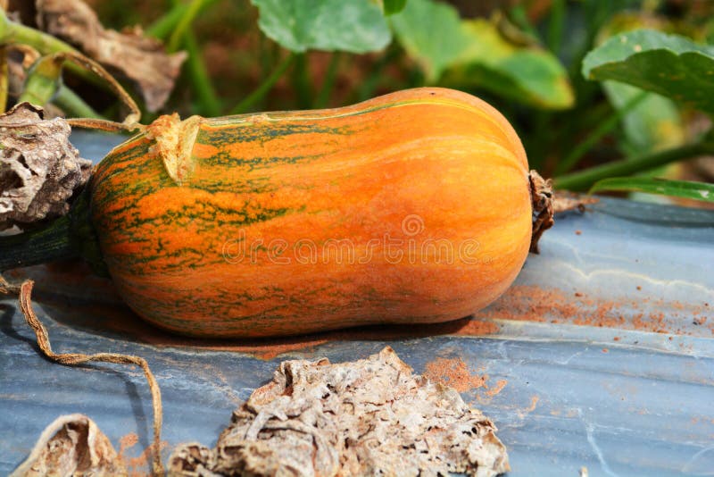 Small pumpkin stock image. Image of freshness, outdoors - 46746101