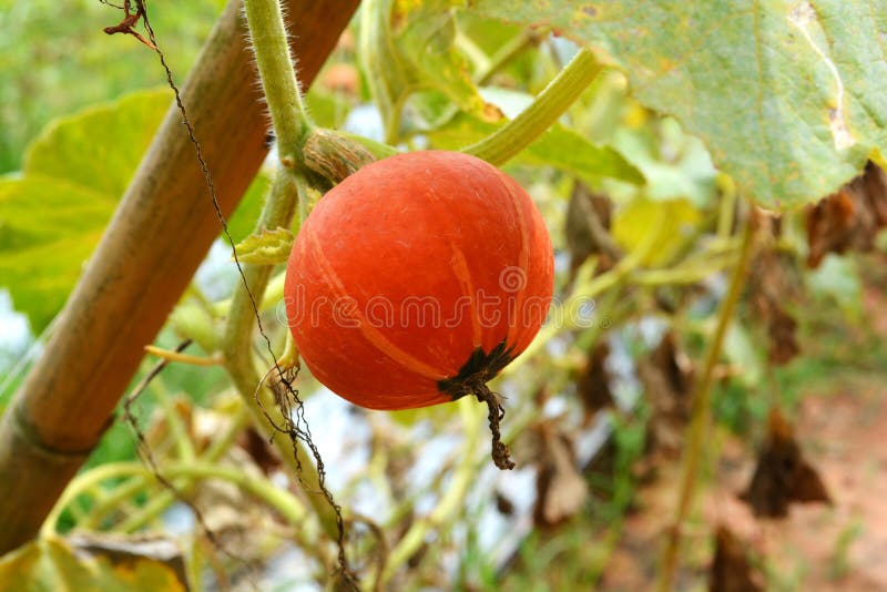 Small pumpkin stock photo. Image of vegetable, cultivated - 46746154