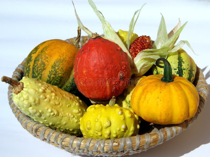 Small pumpkins stock photo. Image of agriculture, festive - 10705350