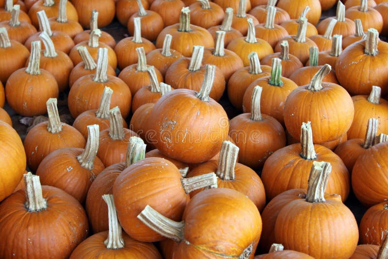 Small pumpkins. stock image. Image of market, holiday - 16252189