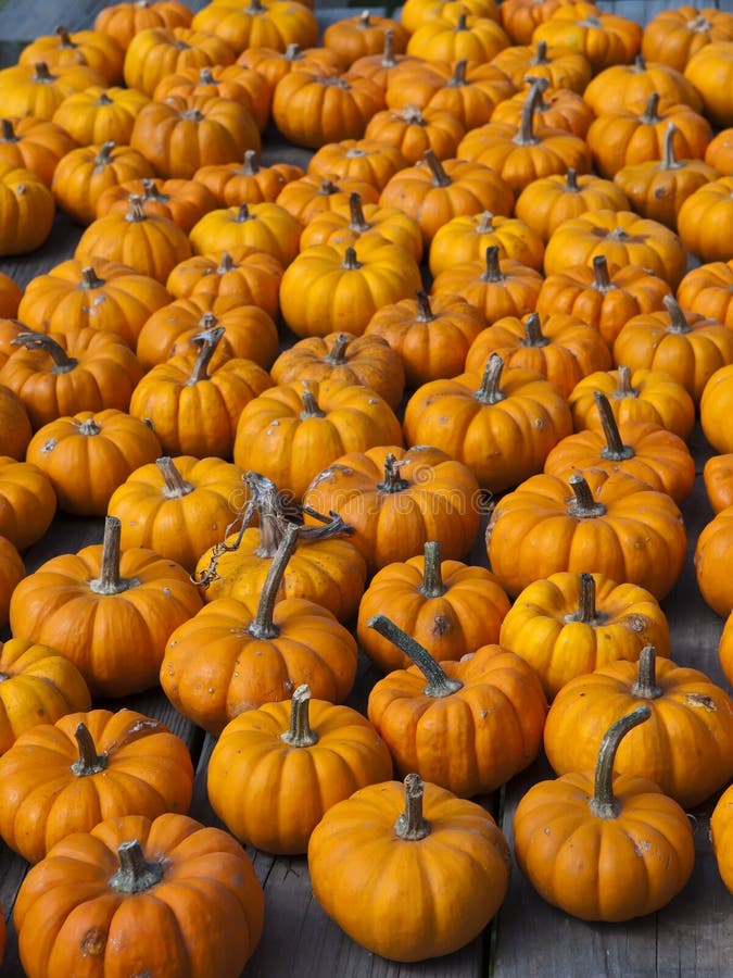 Small pumpkins stock image. Image of harvest, diet, pilgrim - 24663677