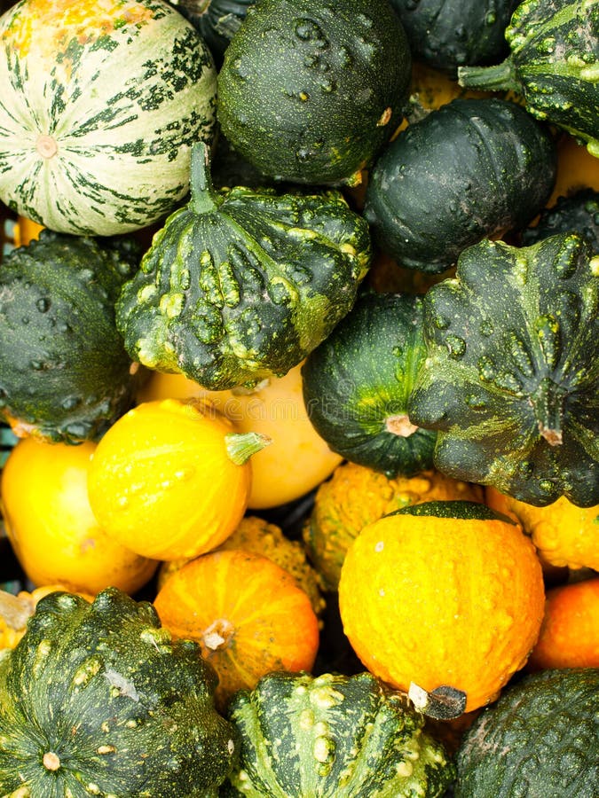 Small pumpkins stock image. Image of ornamental, heap - 27202359