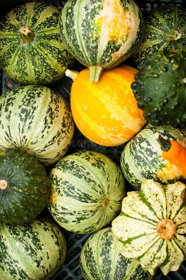 Small pumpkins stock photo. Image of farm, holiday, background - 27202430