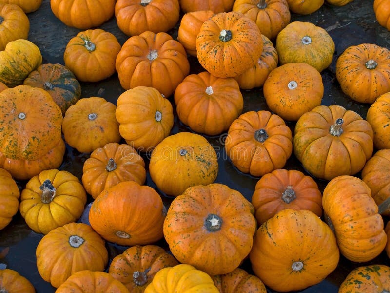 Small Pumpkins Picture. Image: 9406245