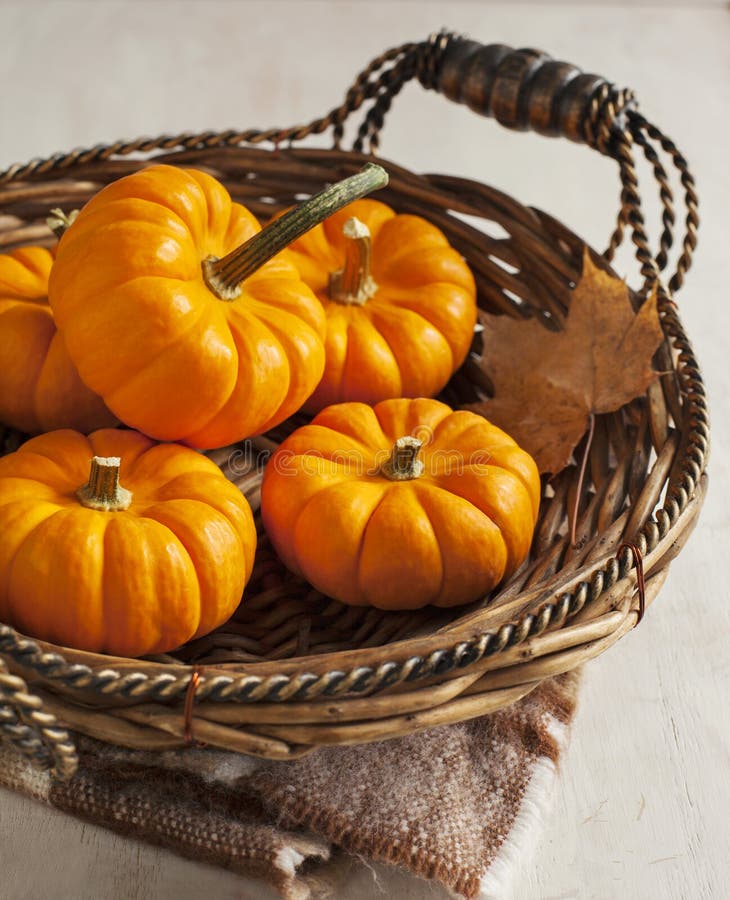 Pumpkins basket stock photo. Image of agriculture, market - 8937644