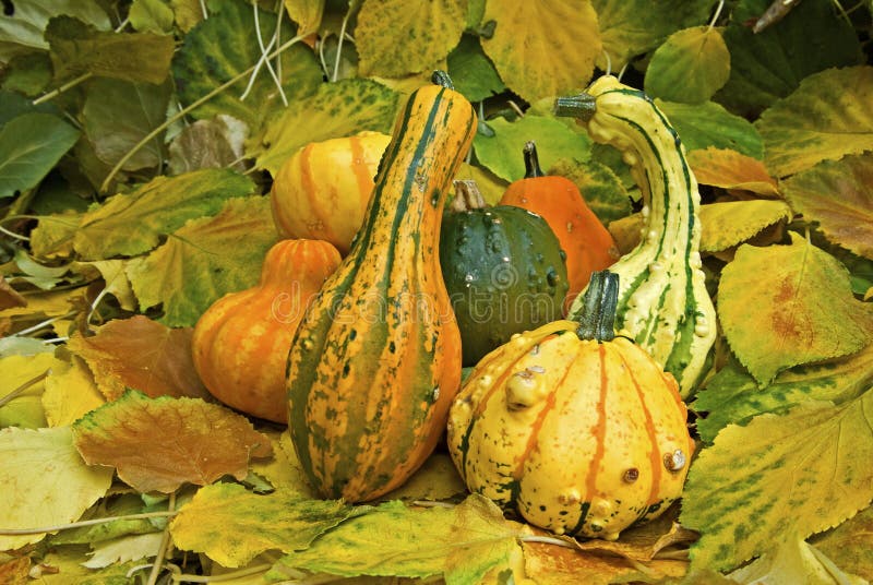 Small pumpkins stock image. Image of vegetable, miniature - 33888541