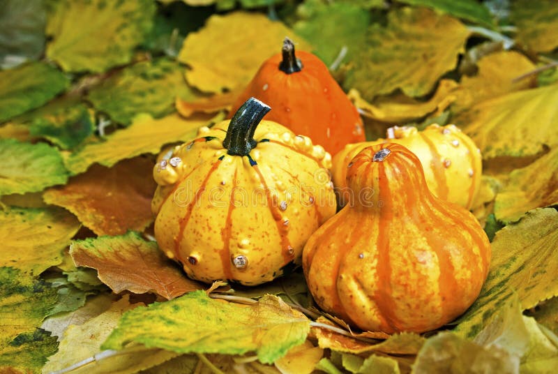 Small pumpkins stock image. Image of multi, gourd, natural - 33888549