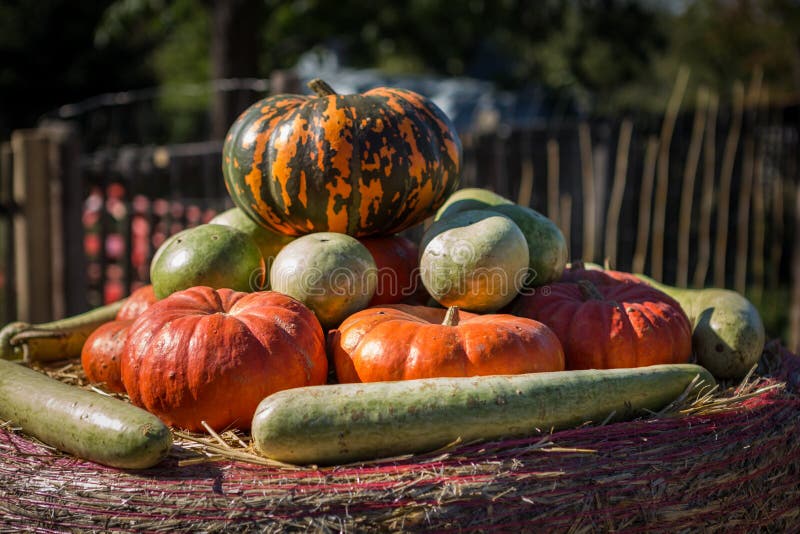 Small Pumpkins at the Farmers Market. Stock Image - Image of ...