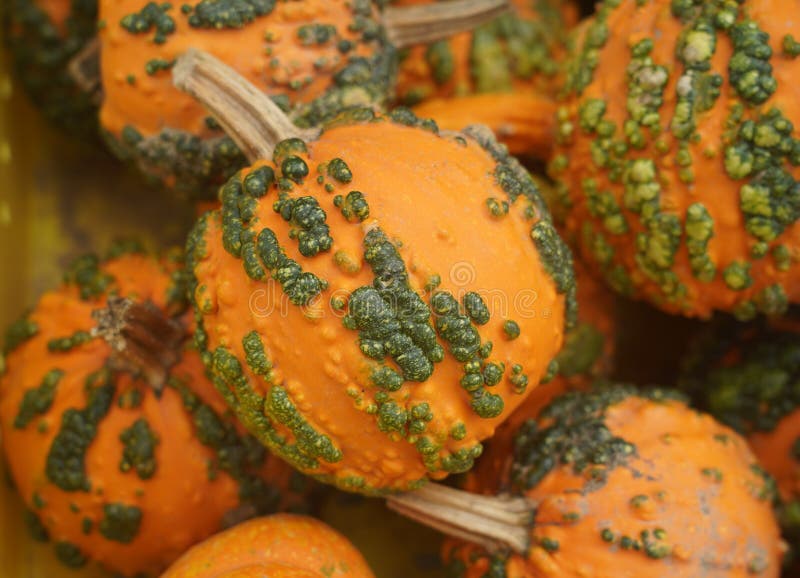 Small pumpkins on a field stock photo. Image of melon - 159987114