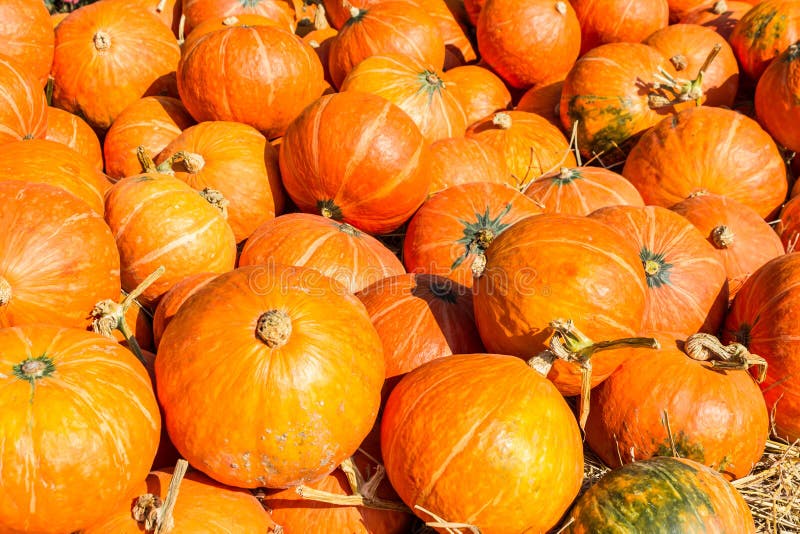 Small pumpkins. stock image. Image of garden, mini, chinese - 50587163