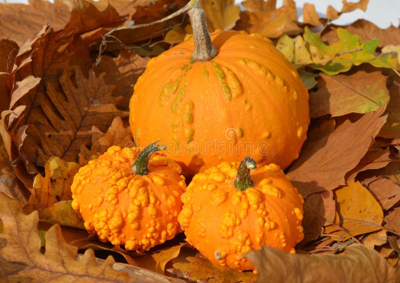 Small pumpkins stock image. Image of leaves, pumpkin - 62098067