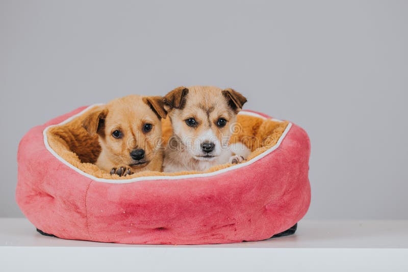 Small Puppies Resting in a Bed in the Studio Stock Photo - Image of ...