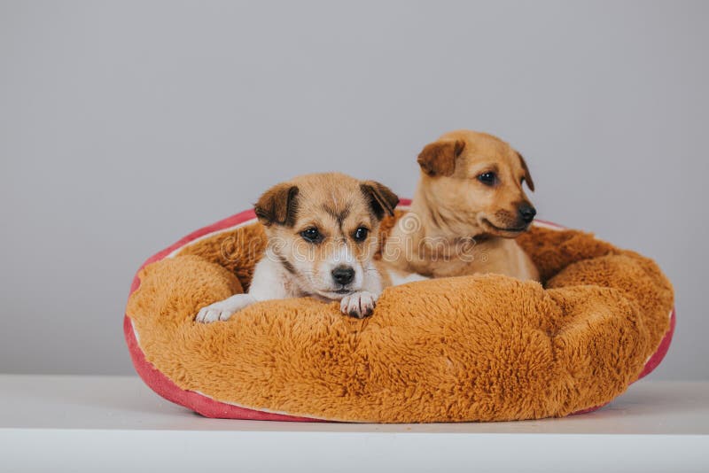 Small Puppies Resting in a Bed in the Studio Stock Image - Image of ...