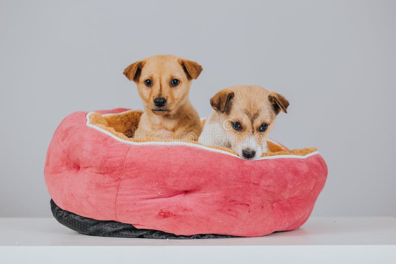 Small Puppies Resting in a Bed in the Studio Stock Photo - Image of ...