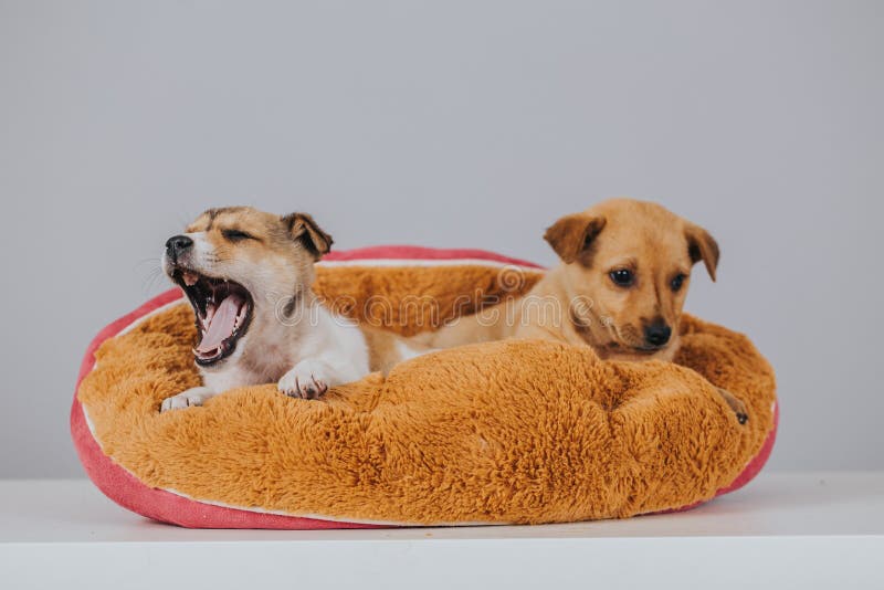 Small Puppies Resting in a Bed in the Studio Stock Photo - Image of ...