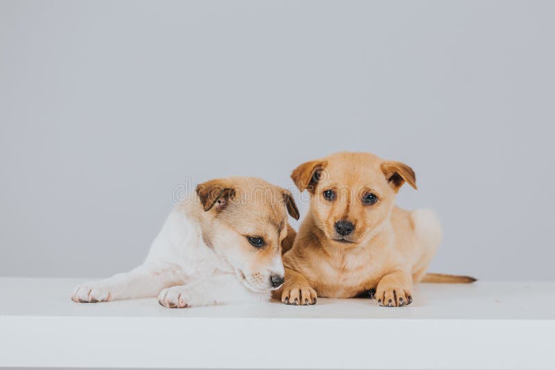 Small Puppies Resting in a Bed in the Studio Stock Photo - Image of ...