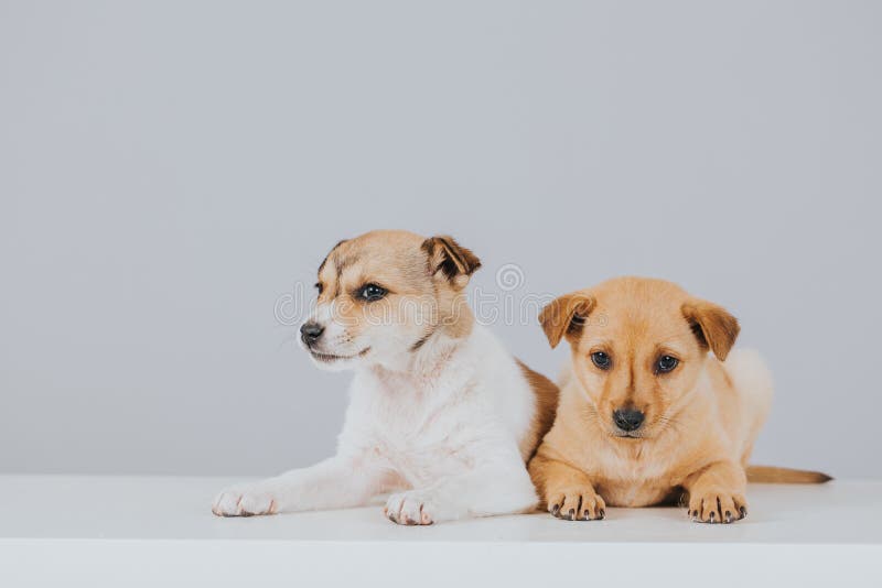 Small Puppies Resting in a Bed in the Studio Stock Image - Image of ...