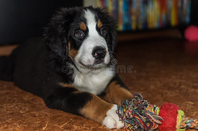 Small Puppy of a Dog of Breed Bernese Mountain Dog Playing with a Toy ...