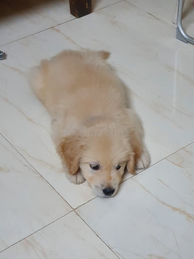 Small Puppy Having His Meal and Wagging His Tail Stock Photo - Image of ...