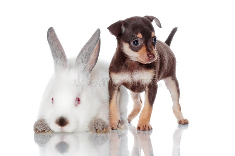 Puppy and rabbit stock photo. Image of animal, rabbits - 12760456