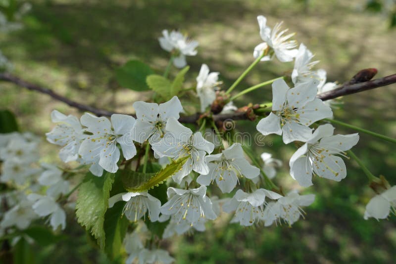 Small Pure White Flowers of Cherry in Spring Stock Image - Image of ...
