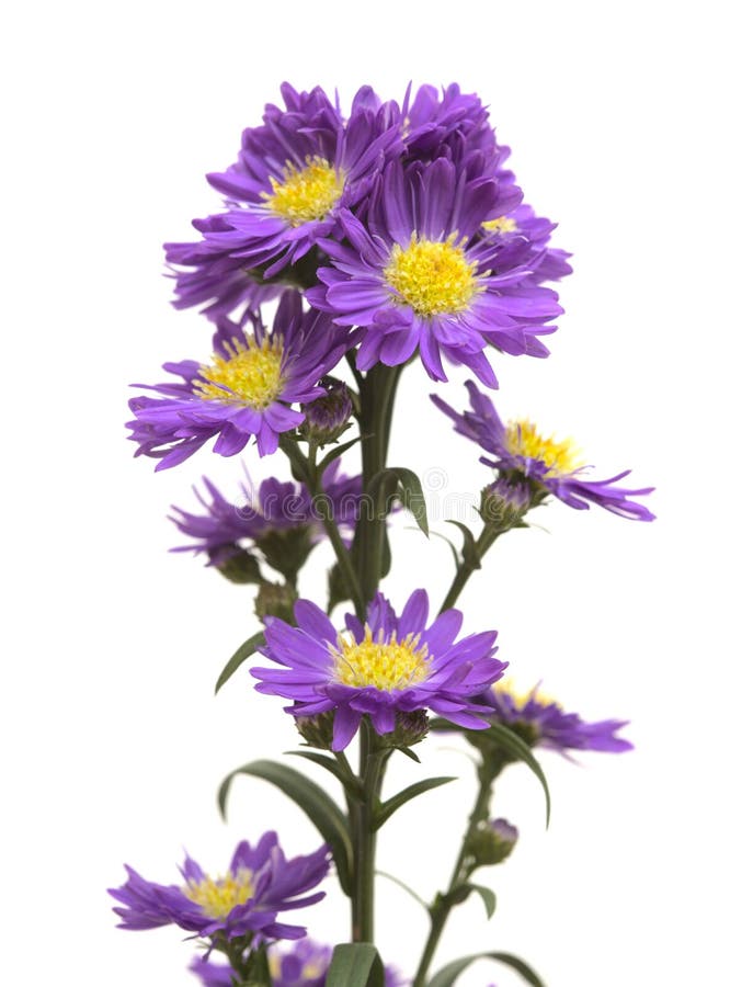 Small Purple Aster Flower Inflorescence Isolated on White Stock Photo - Image of dark, aster ...
