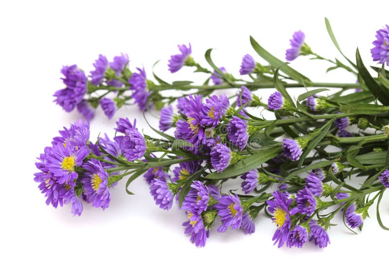 Small Purple Aster Flower Inflorescence on White Stock Photo - Image of ...
