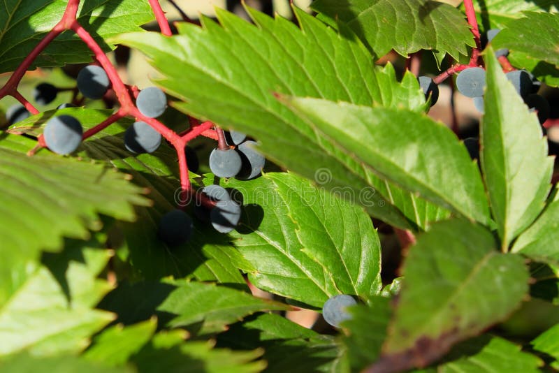 Small Purple Berries on a Branch Close-up Stock Photo - Image of ...