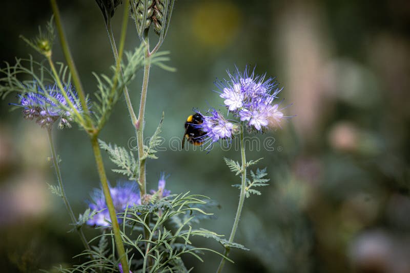 Small Purple Flower with a Bee on it Stock Photo - Image of meadow ...