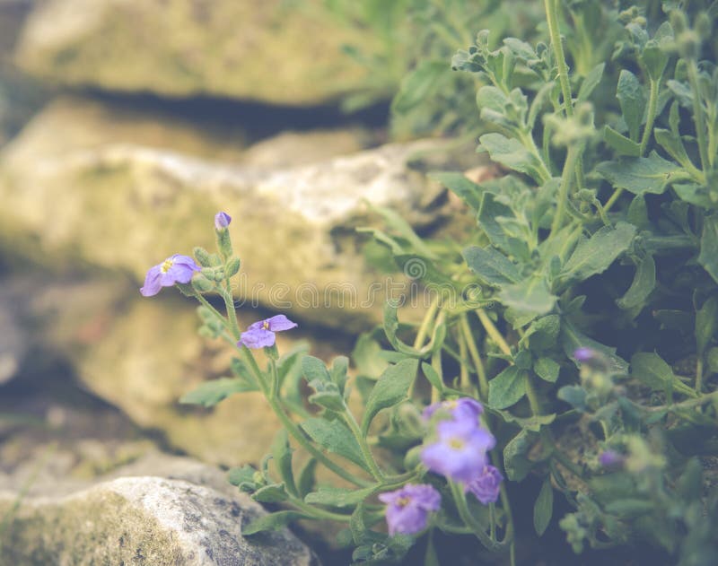 Small Purple Flower Growing on a Limestone Rocks Stock Image - Image of ...