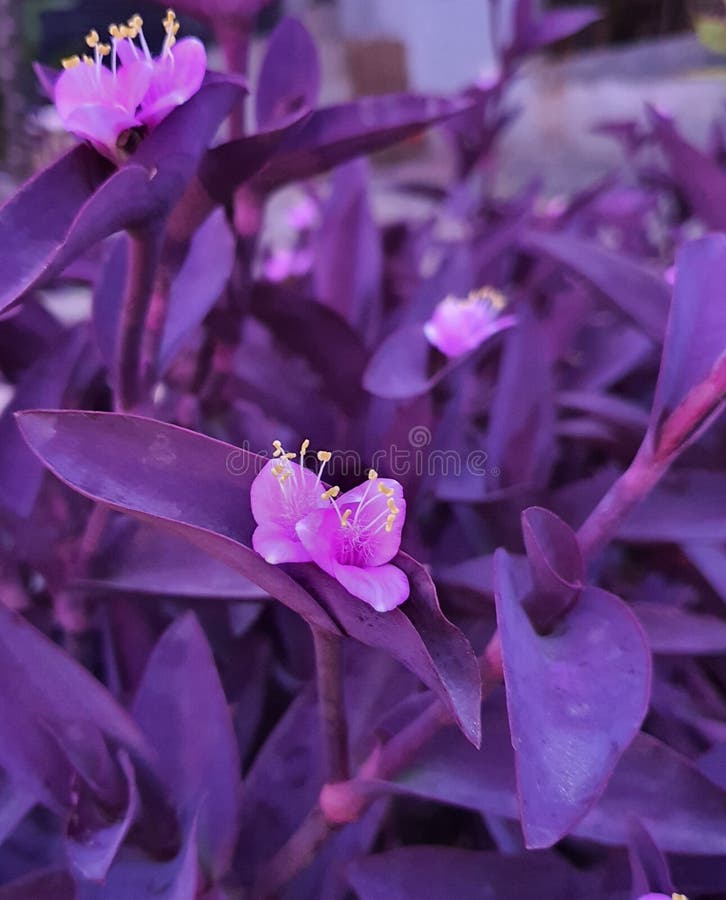 Small Purple Flower and Purple Leaves Stock Photo - Image of small ...