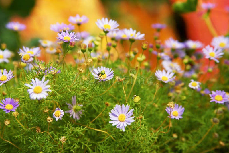 Small purple flowers stock image. Image of daisies, sparetime - 1039617