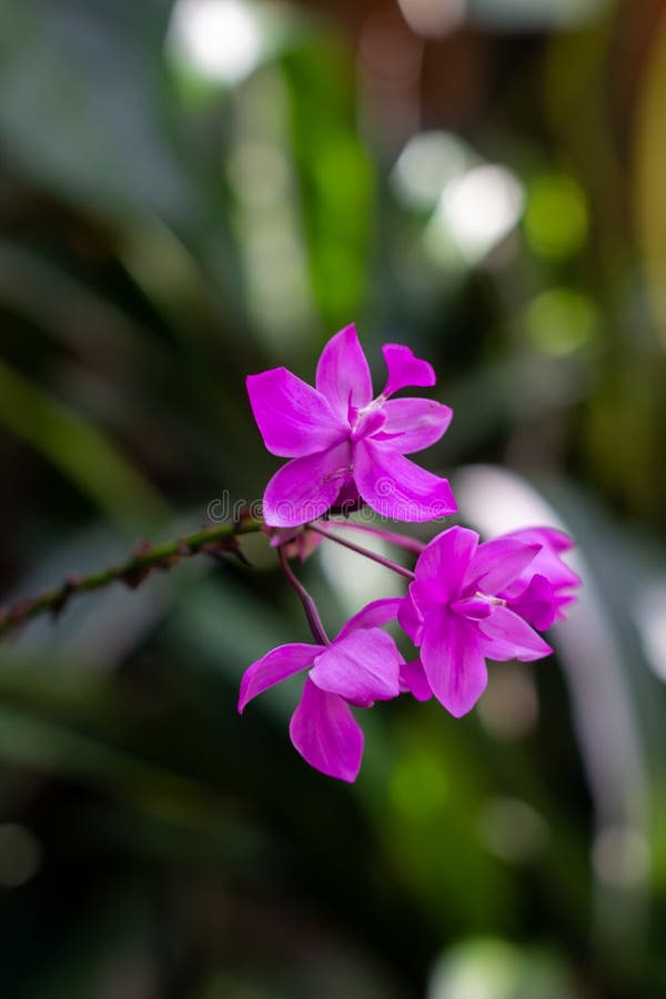 Small Purple Flowers Bloom Beautifully Stock Image - Image of design ...