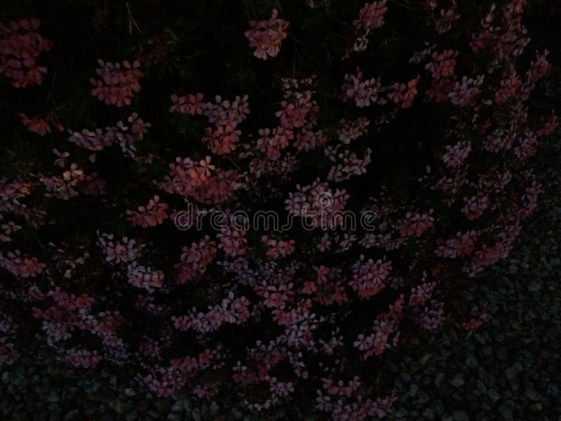 Small Purple Flowers Bush Pattern Background at Night Stock Photo ...
